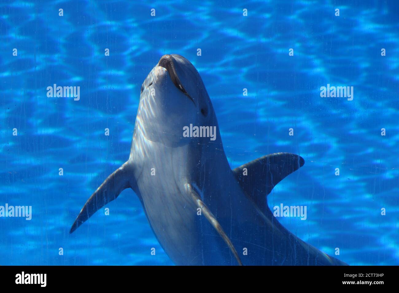 Delphinoidea cetacea hi-res stock photography and images - Alamy
