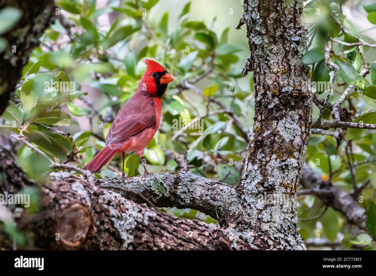 Cardinal resting hi-res stock photography and images - Alamy
