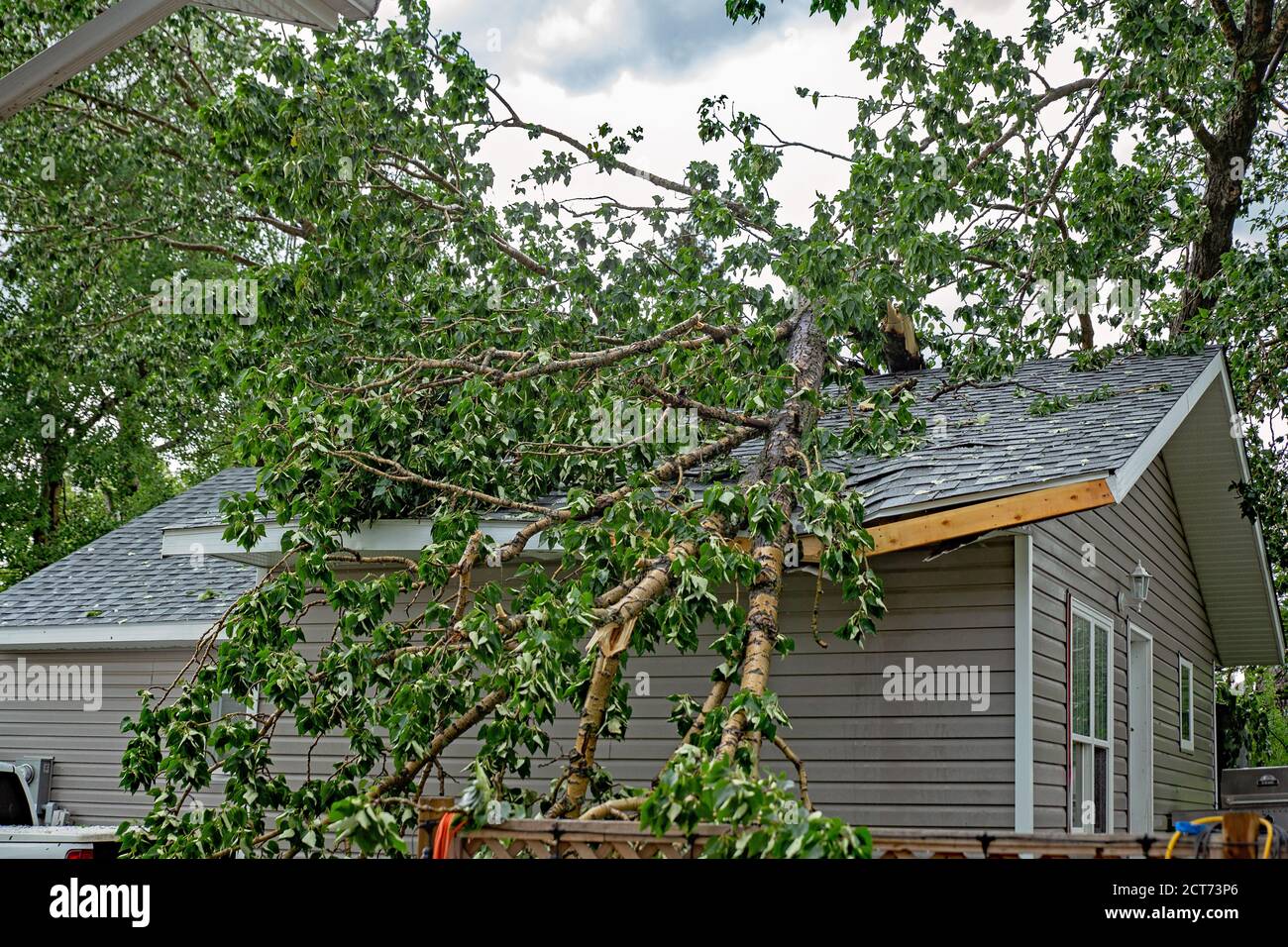 A large tree with green leaves fallen on a residential rooftop during a ...
