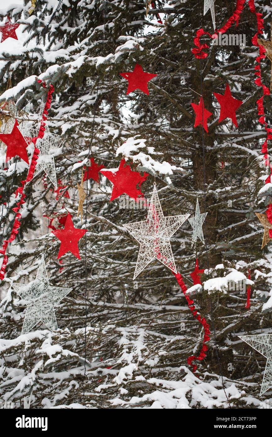 Christmas snowy fir tree decorated with stars outdoors in winter forest ...