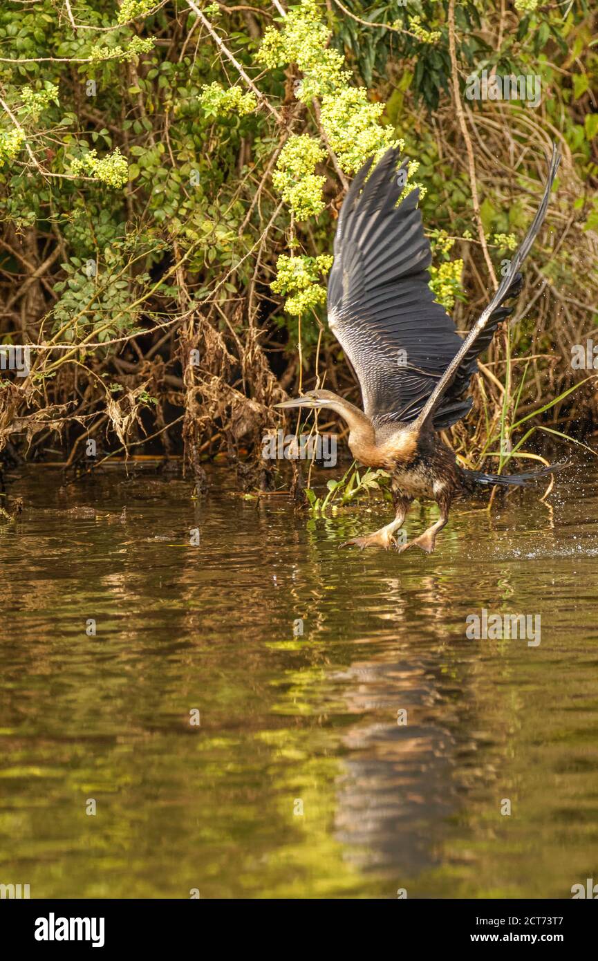 African Darter (Anhinga rufa) in flight, Murchison Falls National Park ...