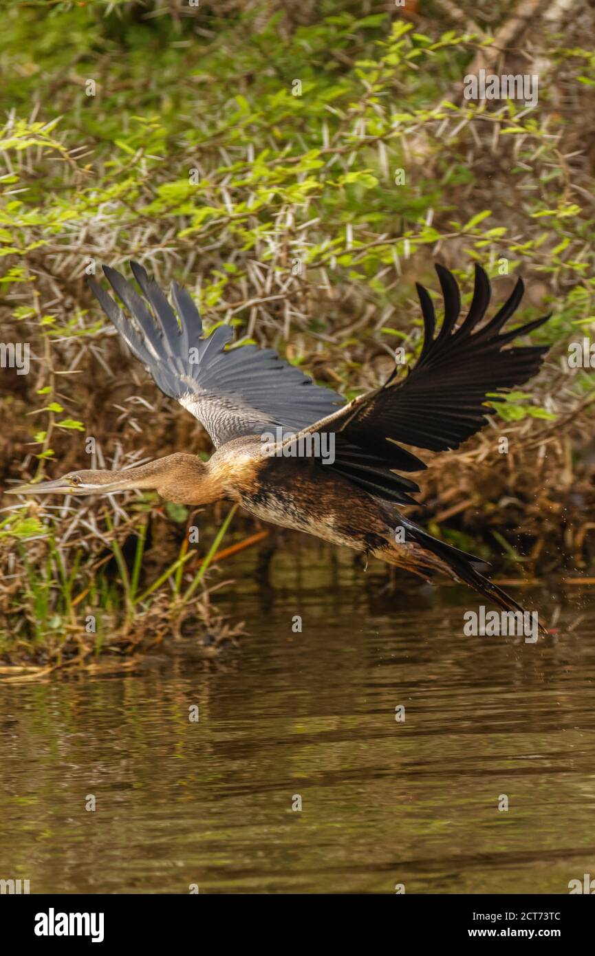 African Darter (Anhinga rufa) in flight, Murchison Falls National Park ...