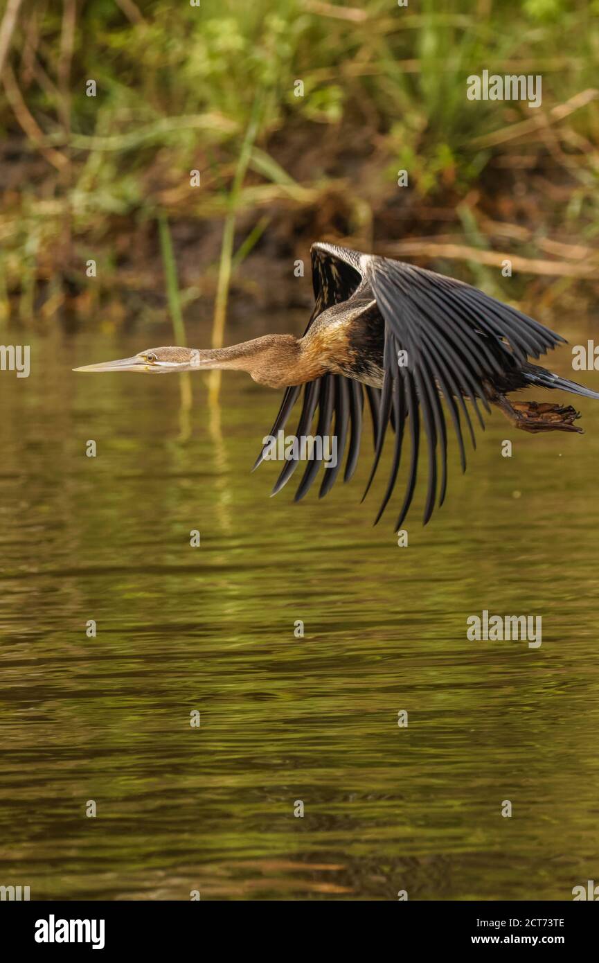 African Darter (Anhinga rufa) in flight, Murchison Falls National Park ...