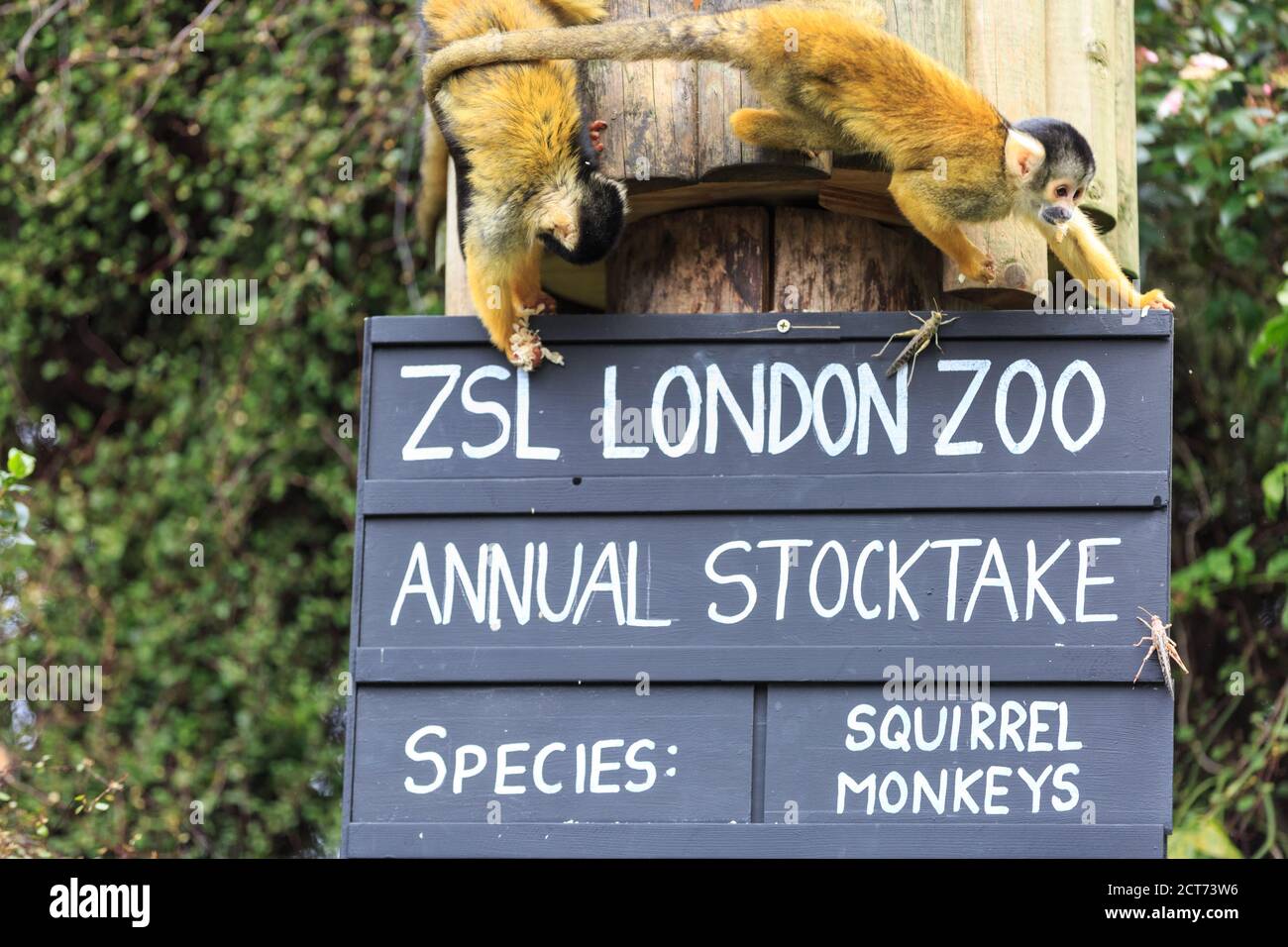 Squirrel monkeys (samiri) at ZSL London Zoo annual stock take, London ...