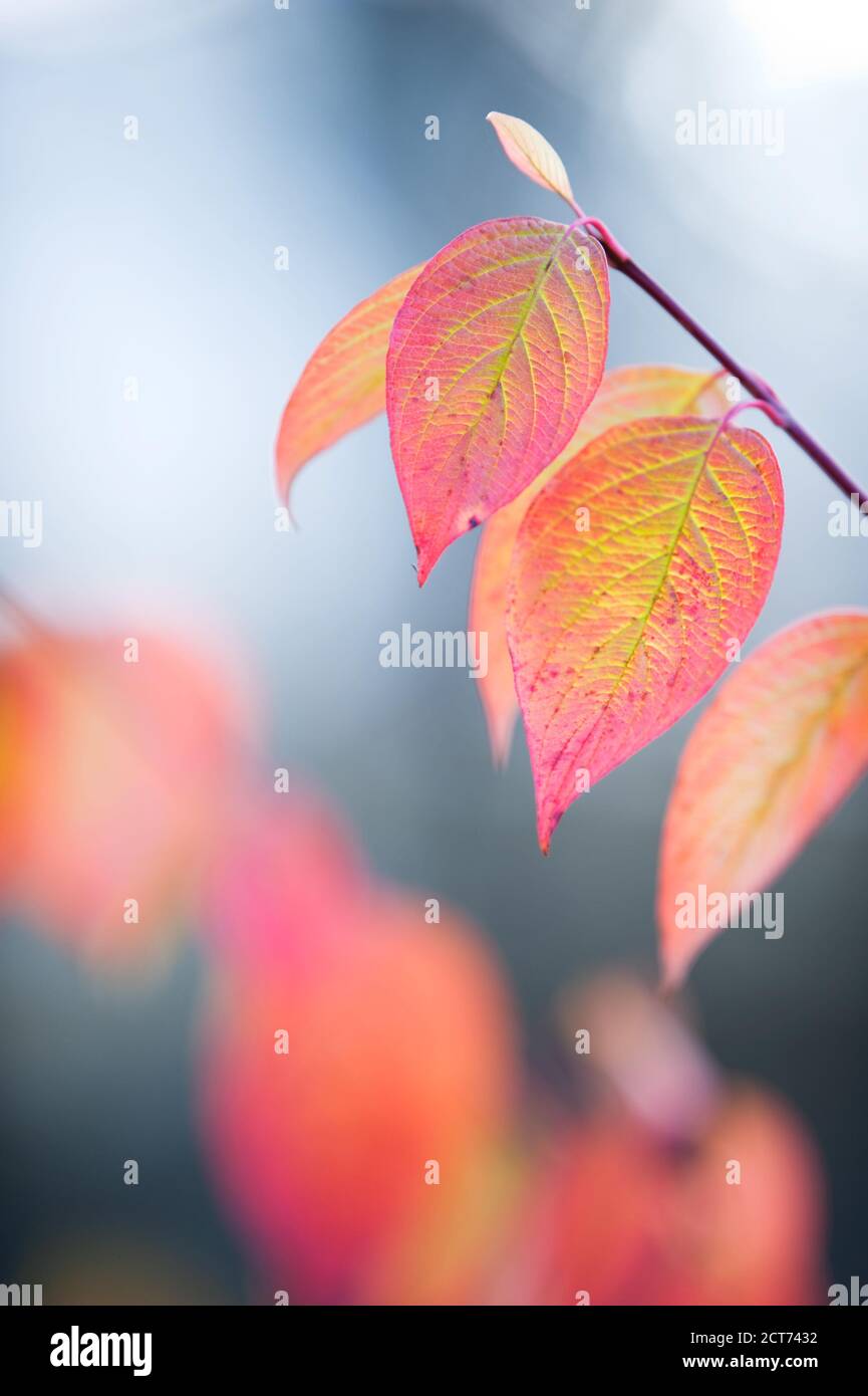 Siberian dogwood (Cornus alba) leaves in autumn colors Stock Photo - Alamy