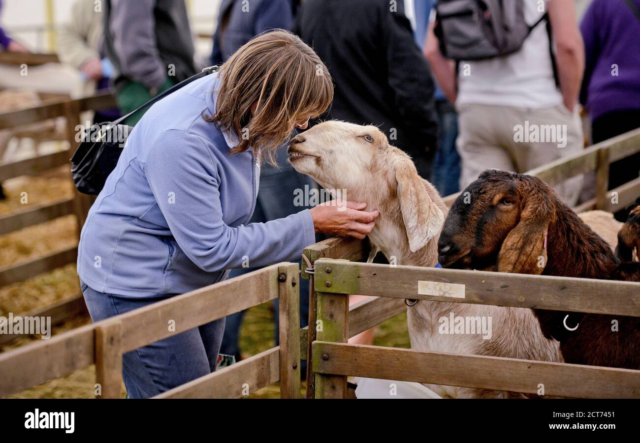 Judging dairy goats hi-res stock photography and images - Alamy