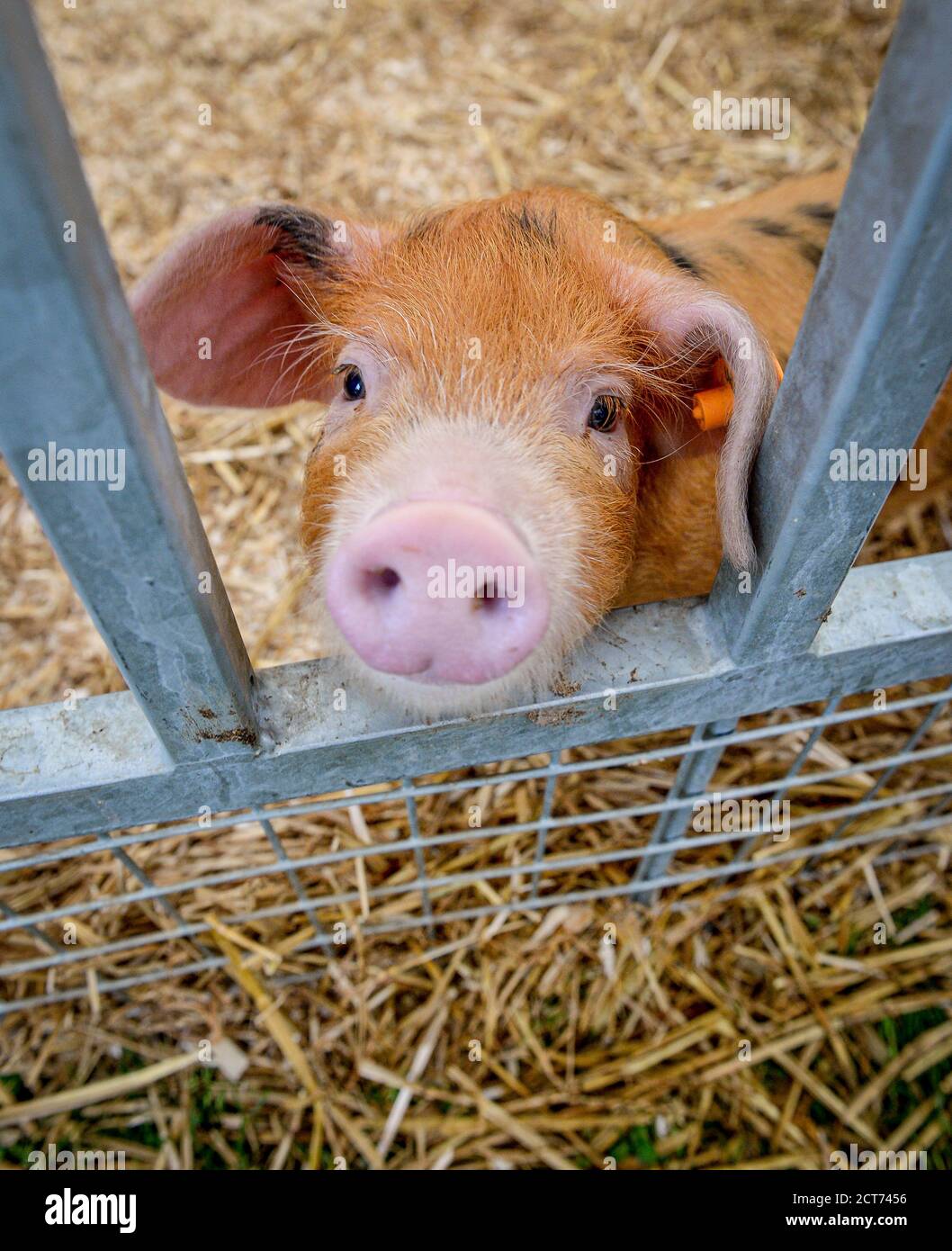Rare pig breeds hi-res stock photography and images - Alamy
