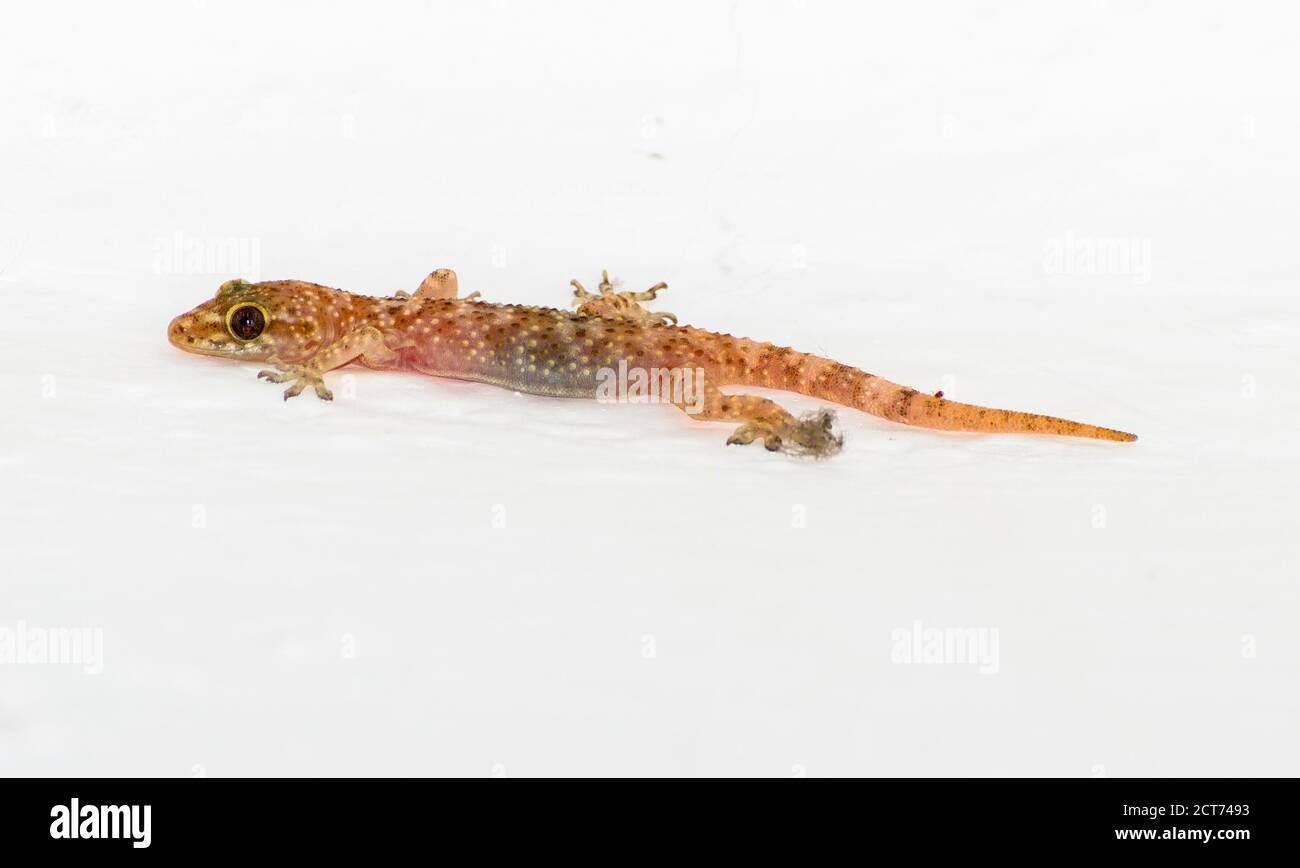 Little gecko on the wall of a wall Stock Photo - Alamy