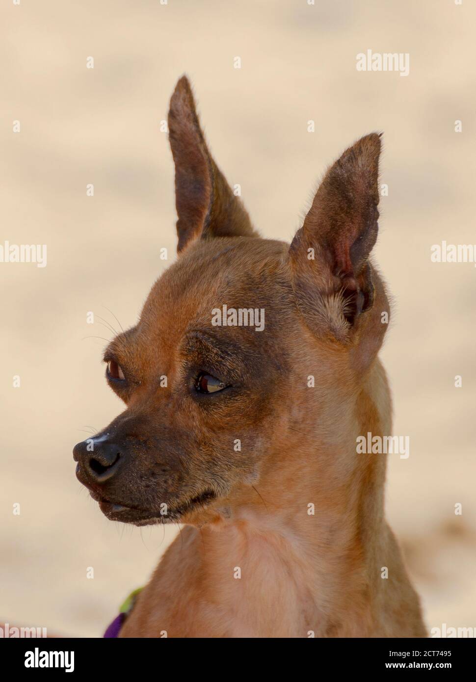 Mini pincher hi-res stock photography and images - Alamy