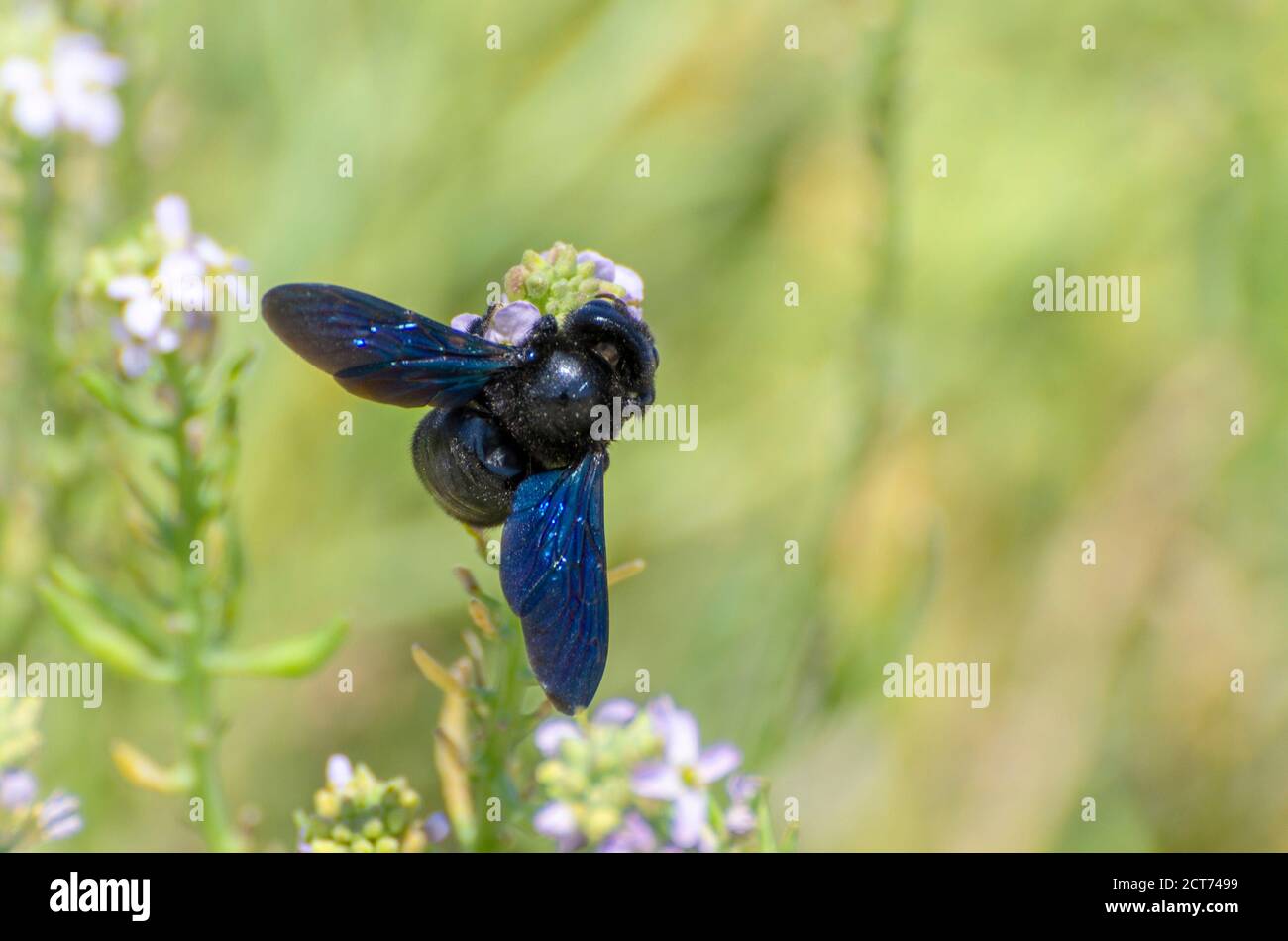 Carpenter bee above a flower for pollination Stock Photo - Alamy