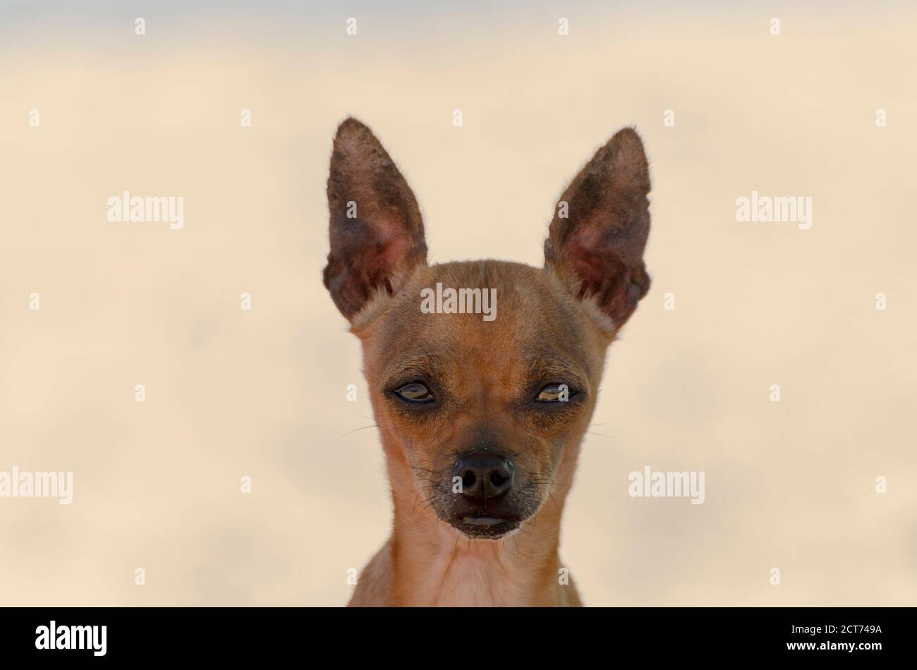 Mini pincher hi-res stock photography and images - Alamy