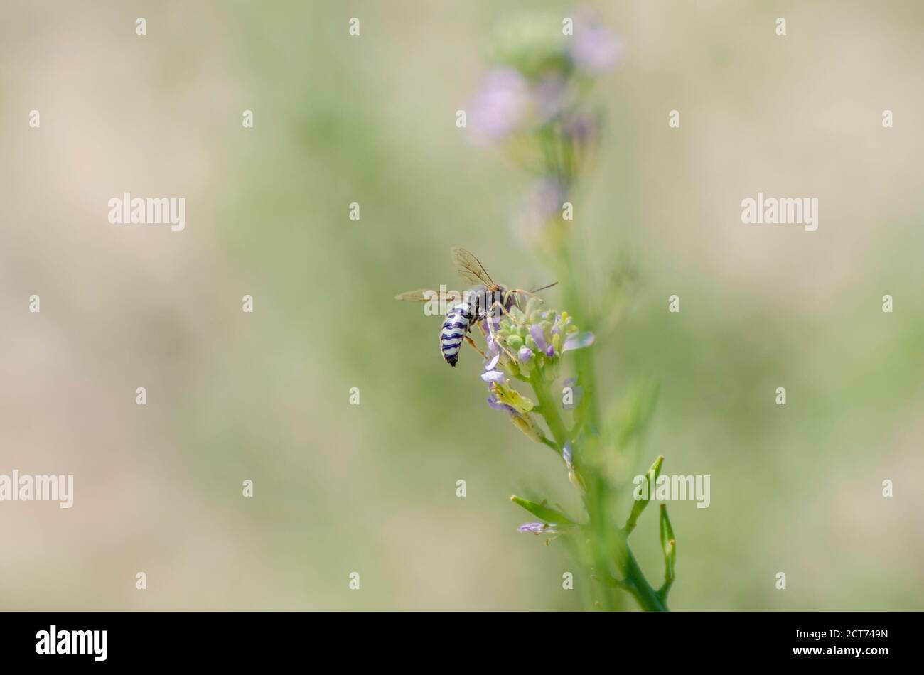 Bee flying over flowers for pollination Stock Photo - Alamy