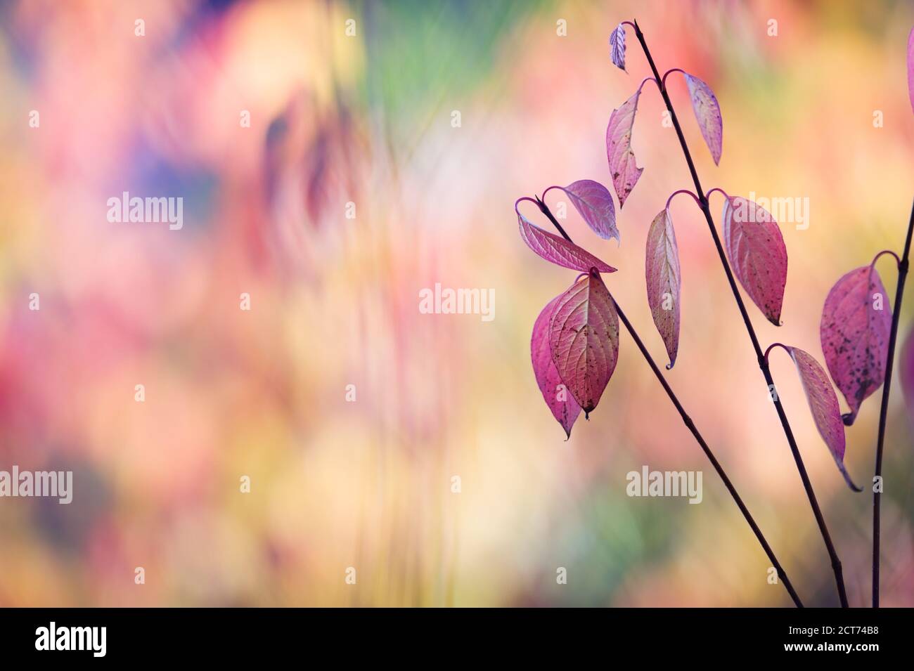 Siberian dogwood (Cornus alba) leaves in autumn colors Stock Photo - Alamy