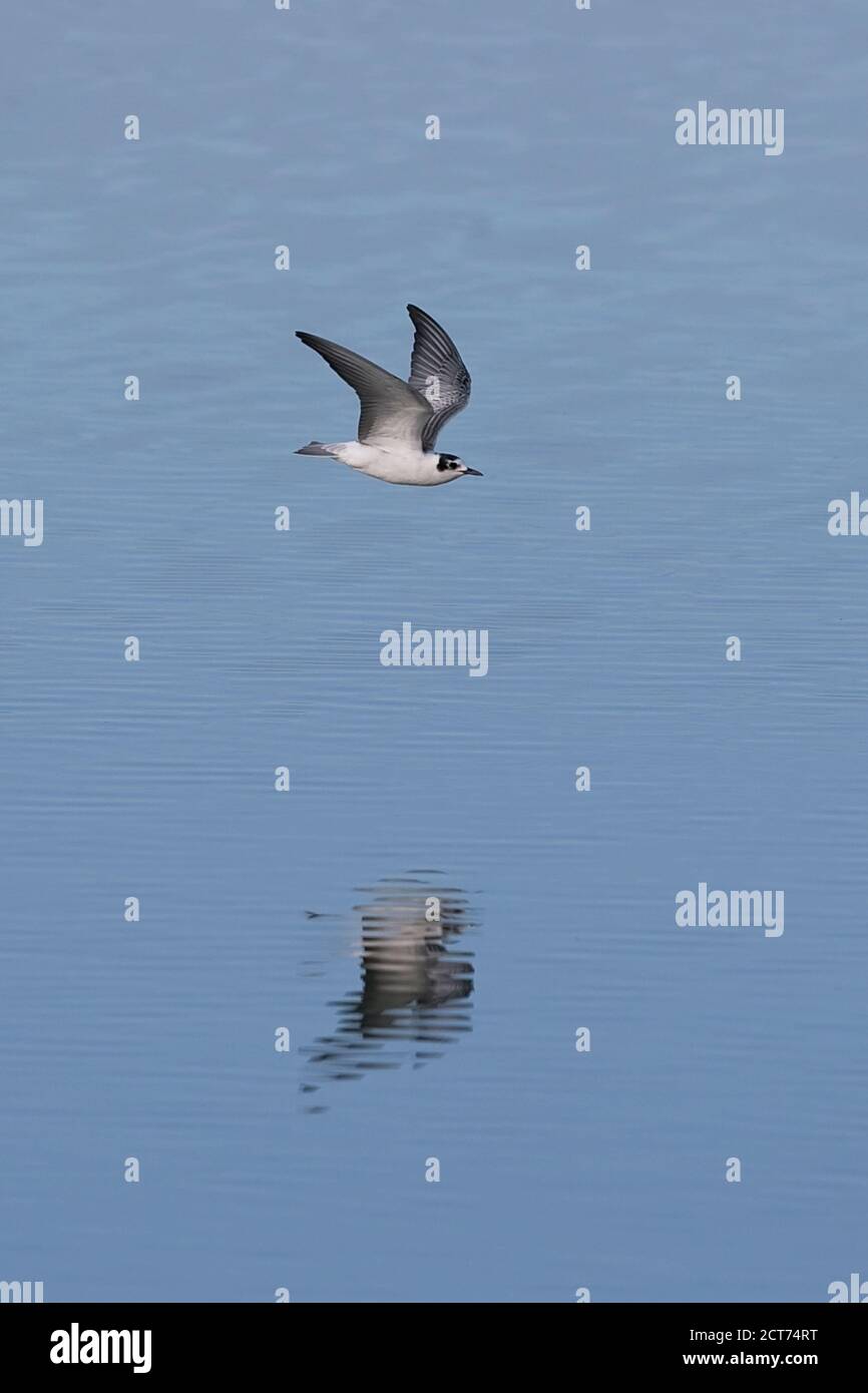 White winged black tern hi-res stock photography and images - Alamy