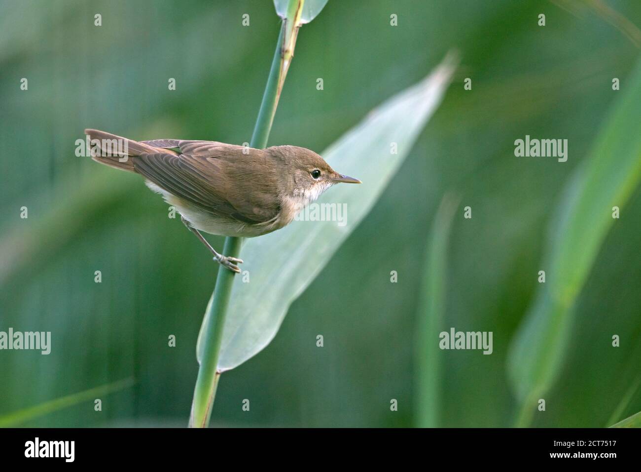 Eurasian reed warblers hi-res stock photography and images - Alamy