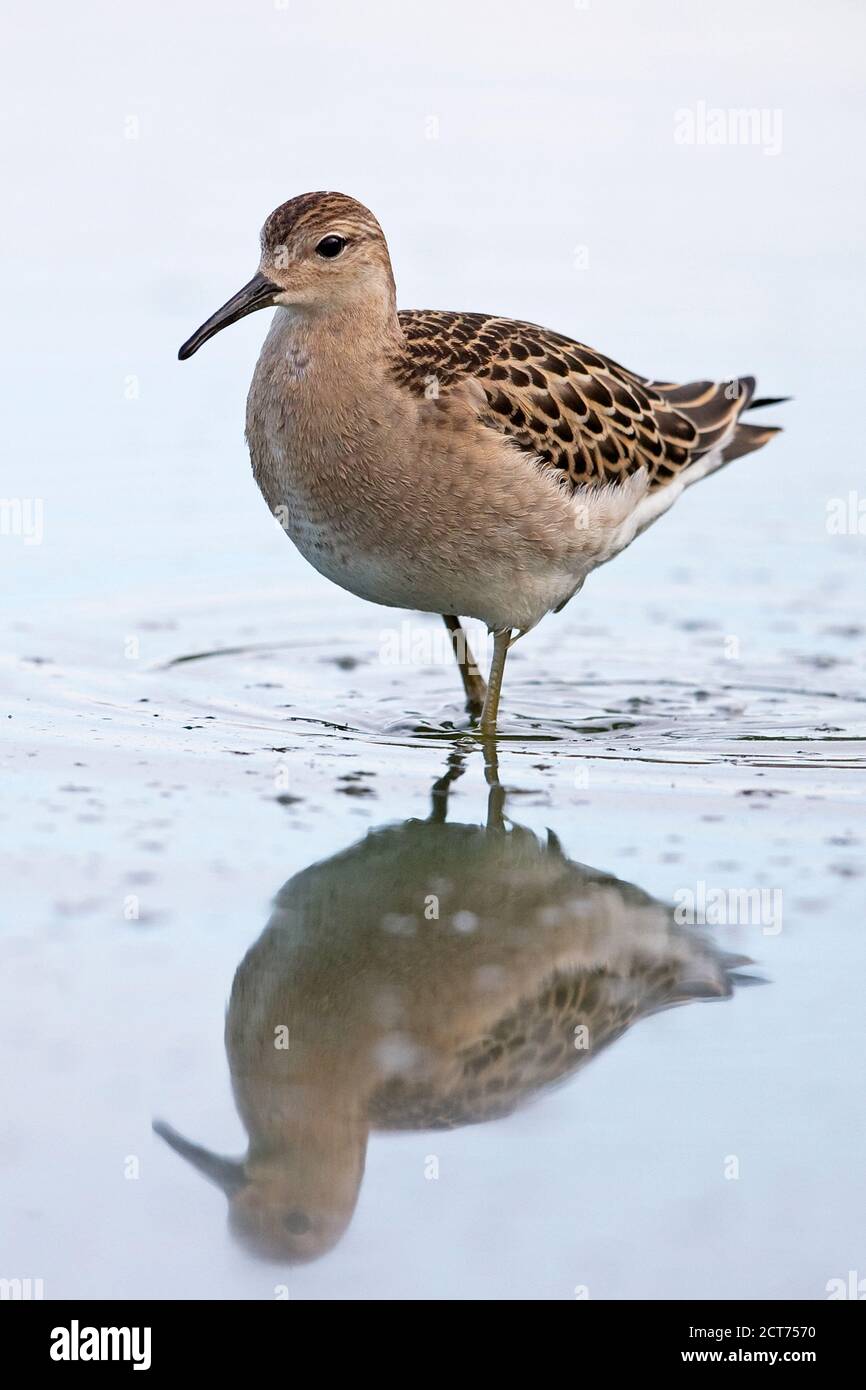 Juvenile ruff philomachus pugnax hi-res stock photography and images ...
