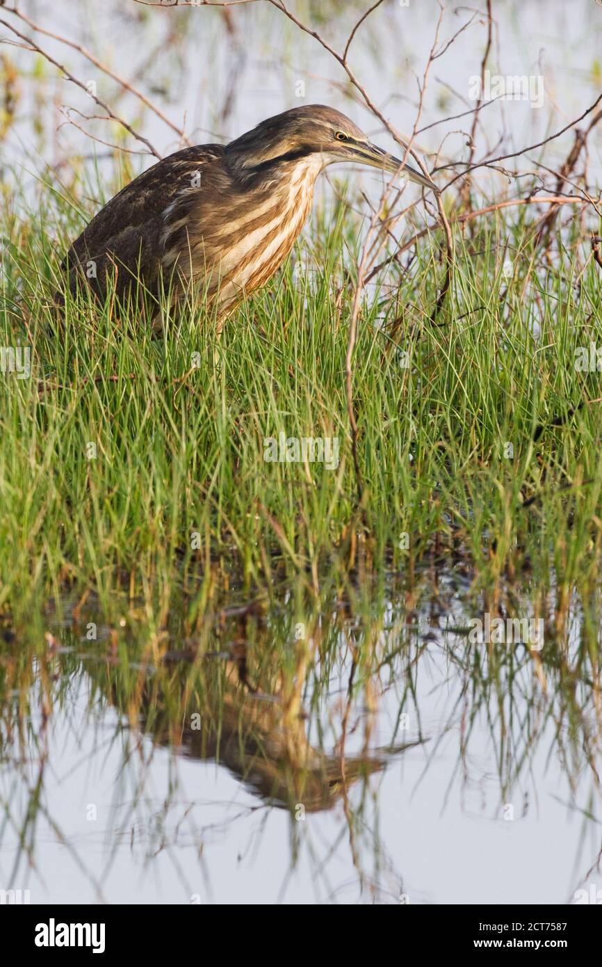 A Vertical of American Bittern, Botaurus lentiginosus Stock Photo - Alamy