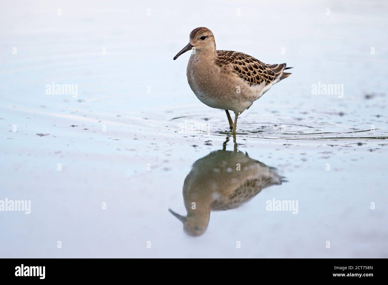 Juvenile ruff philomachus pugnax hi-res stock photography and images ...