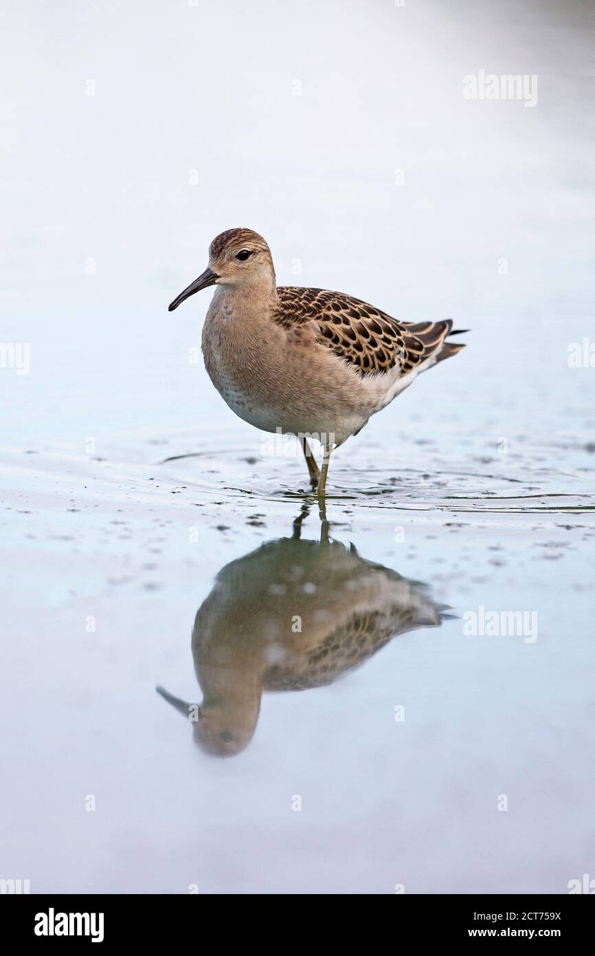 Juvenile ruffs hi-res stock photography and images - Alamy