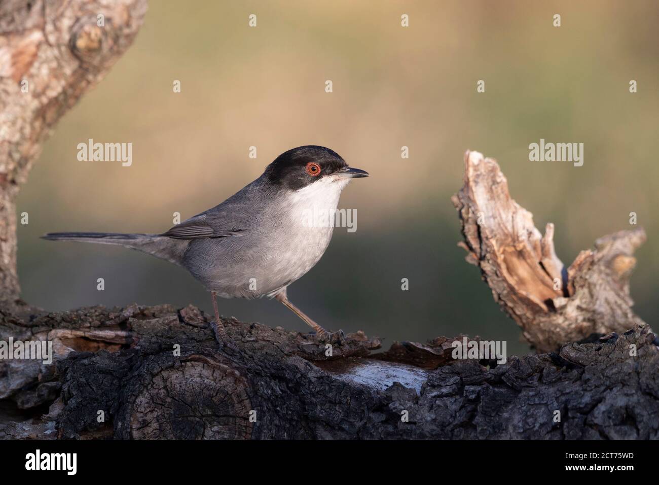 Small passerine bird, Sardinian Warbler Stock Photo - Alamy