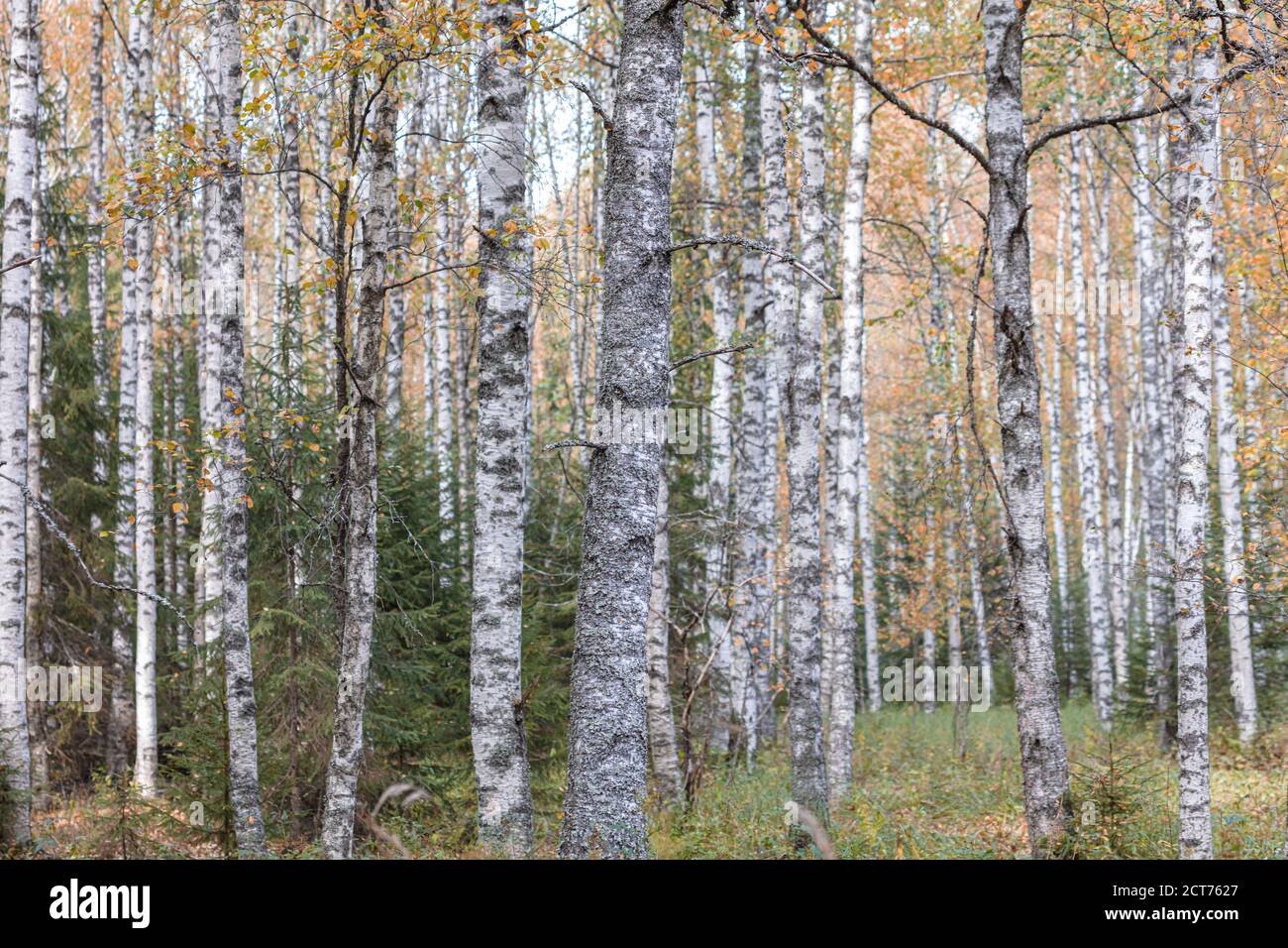 Slender white trees birch grove hi-res stock photography and images - Alamy
