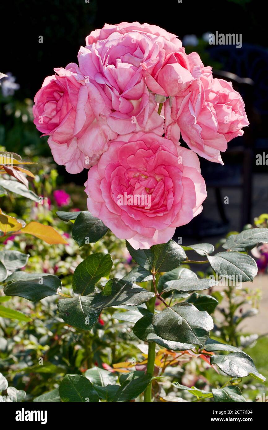 Light pink hybrid tea rose hi-res stock photography and images - Alamy