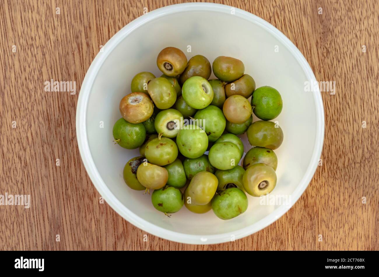 Looking down at brown-yellow ripe, and green unripe hogberries in a ...