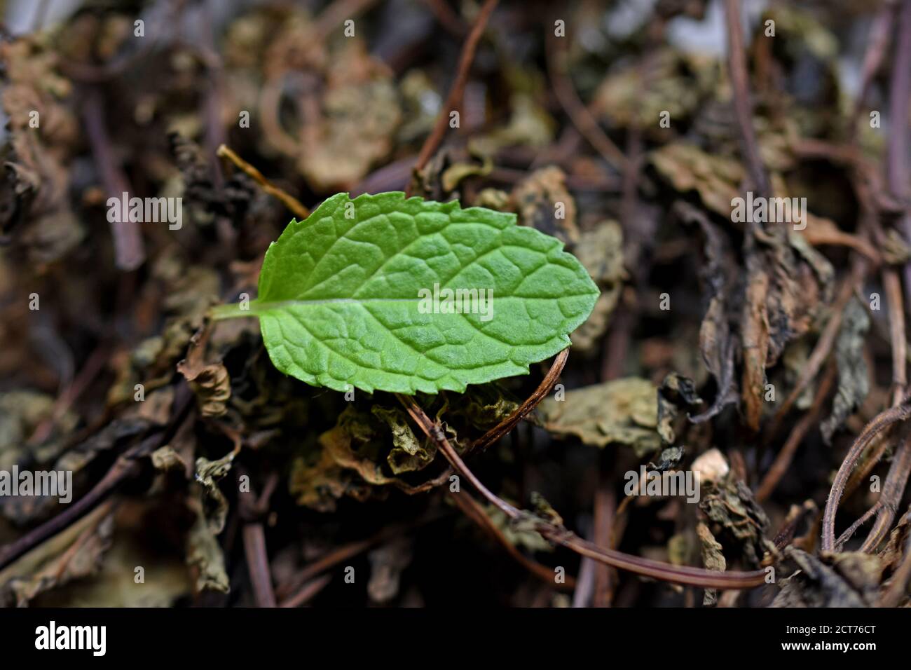 Fresh and dry mint leave on a white background,Mint, spearmint. Dry ...