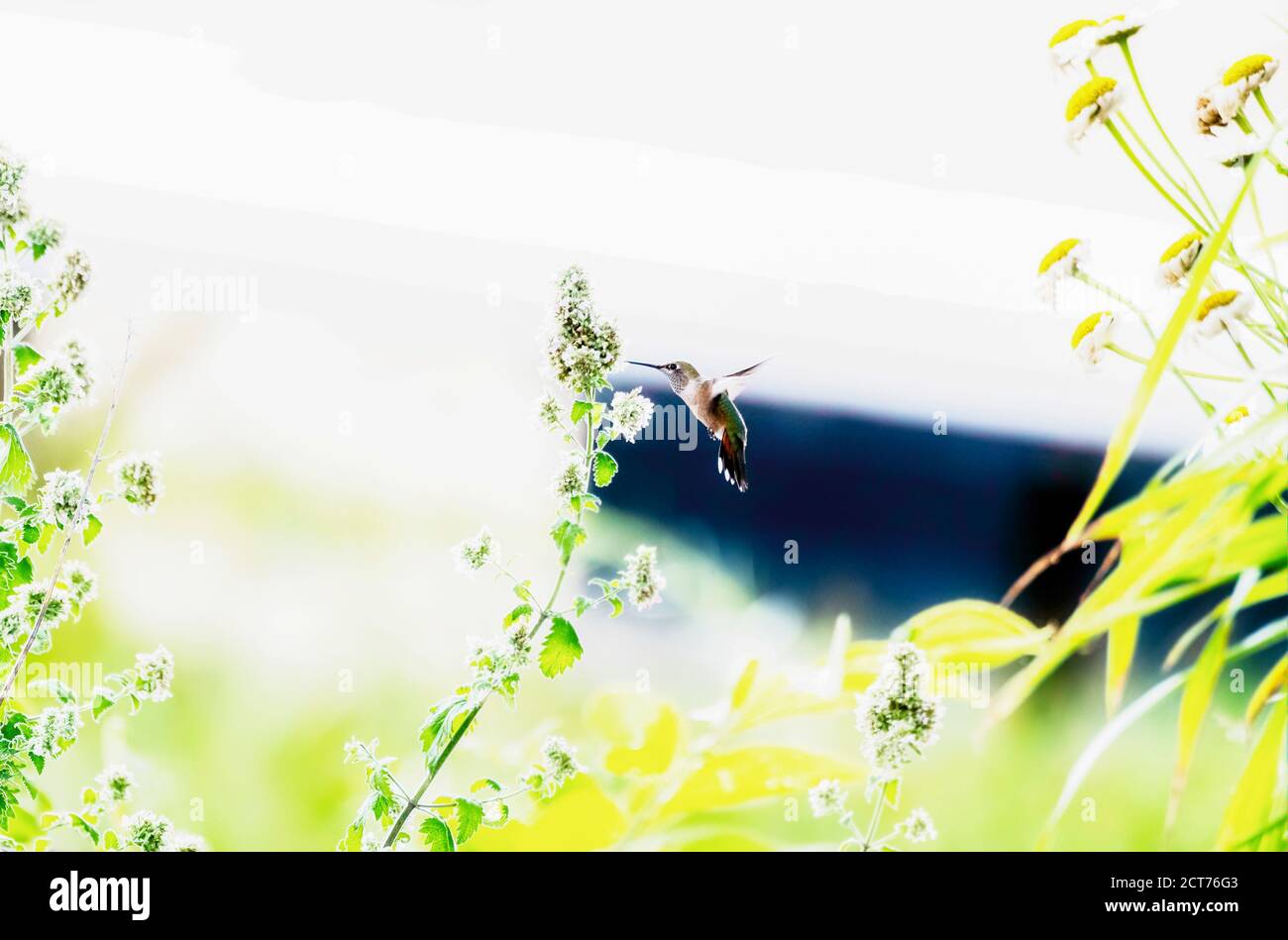 Global migration hi-res stock photography and images - Alamy