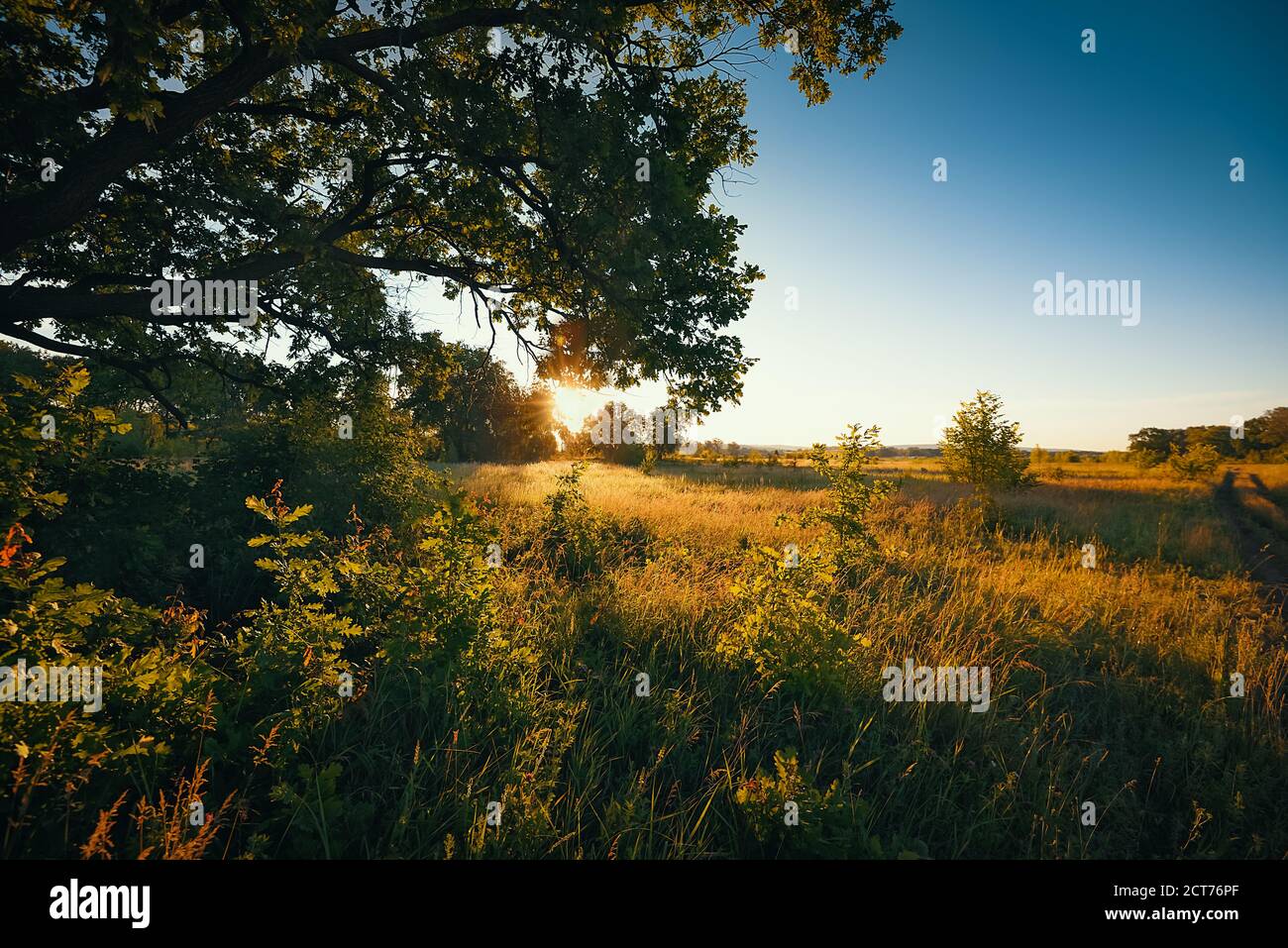 Dawn, the first rays of the sun break through the branches of a large ...