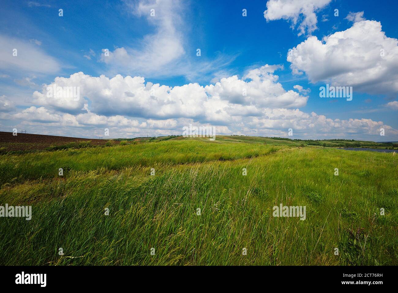 Summer natural landscape, meadow, field with a path, fresh green grass ...