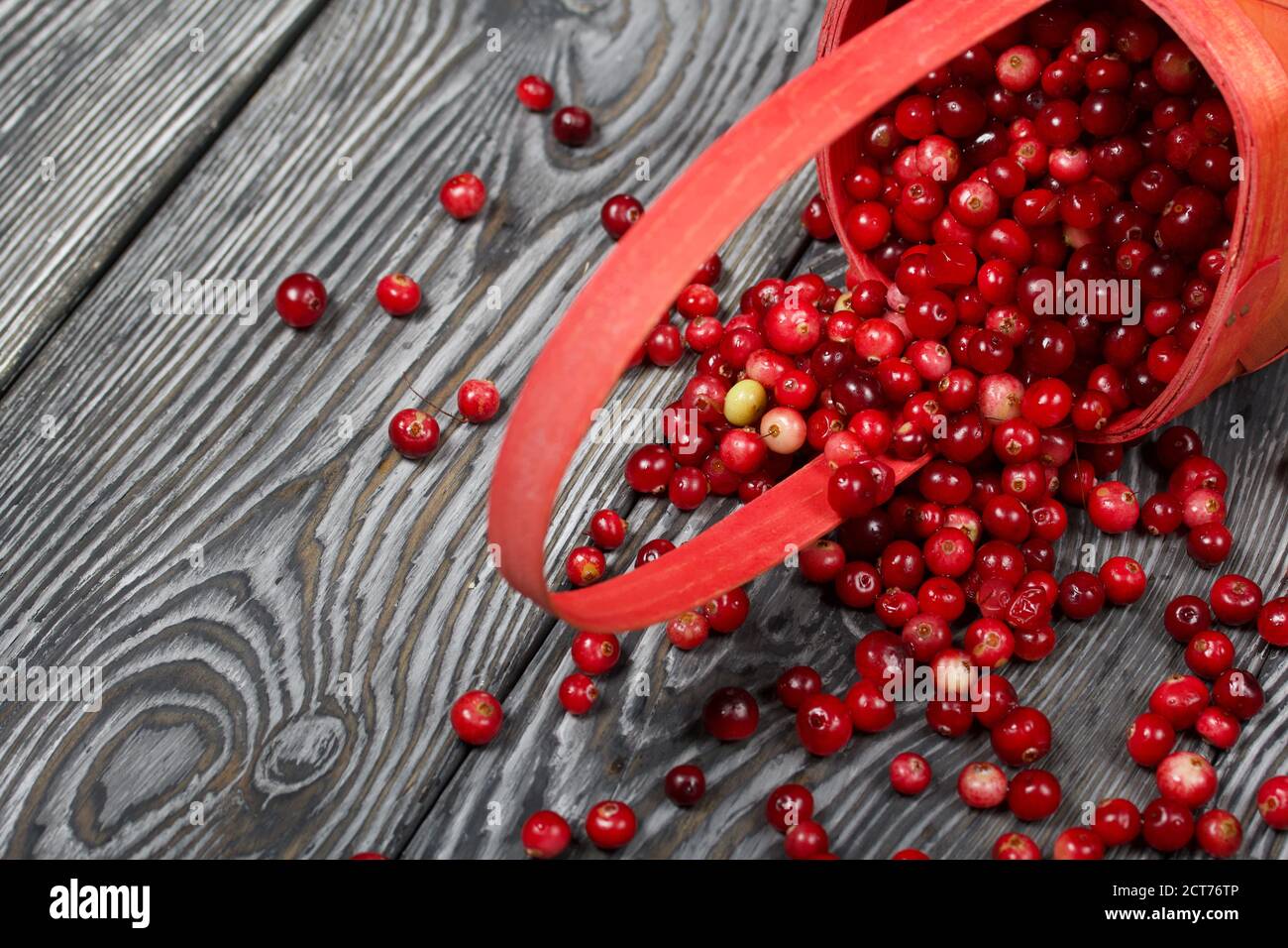 An overturned basket of cranberries. The berries were scattered over ...