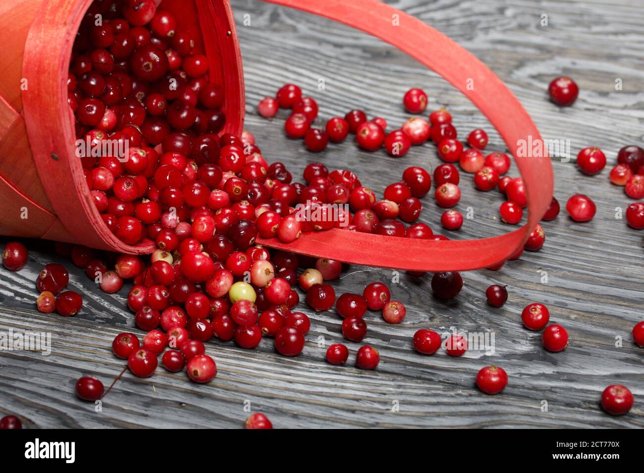 An overturned basket of cranberries. The berries were scattered over ...