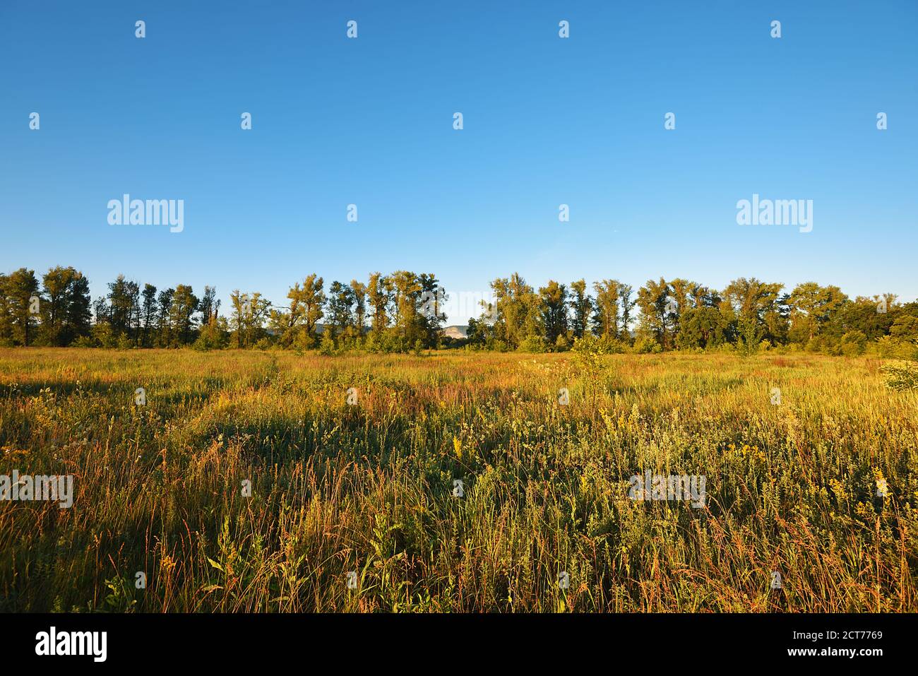 Summer natural landscape, meadow, field with a path, fresh green grass ...