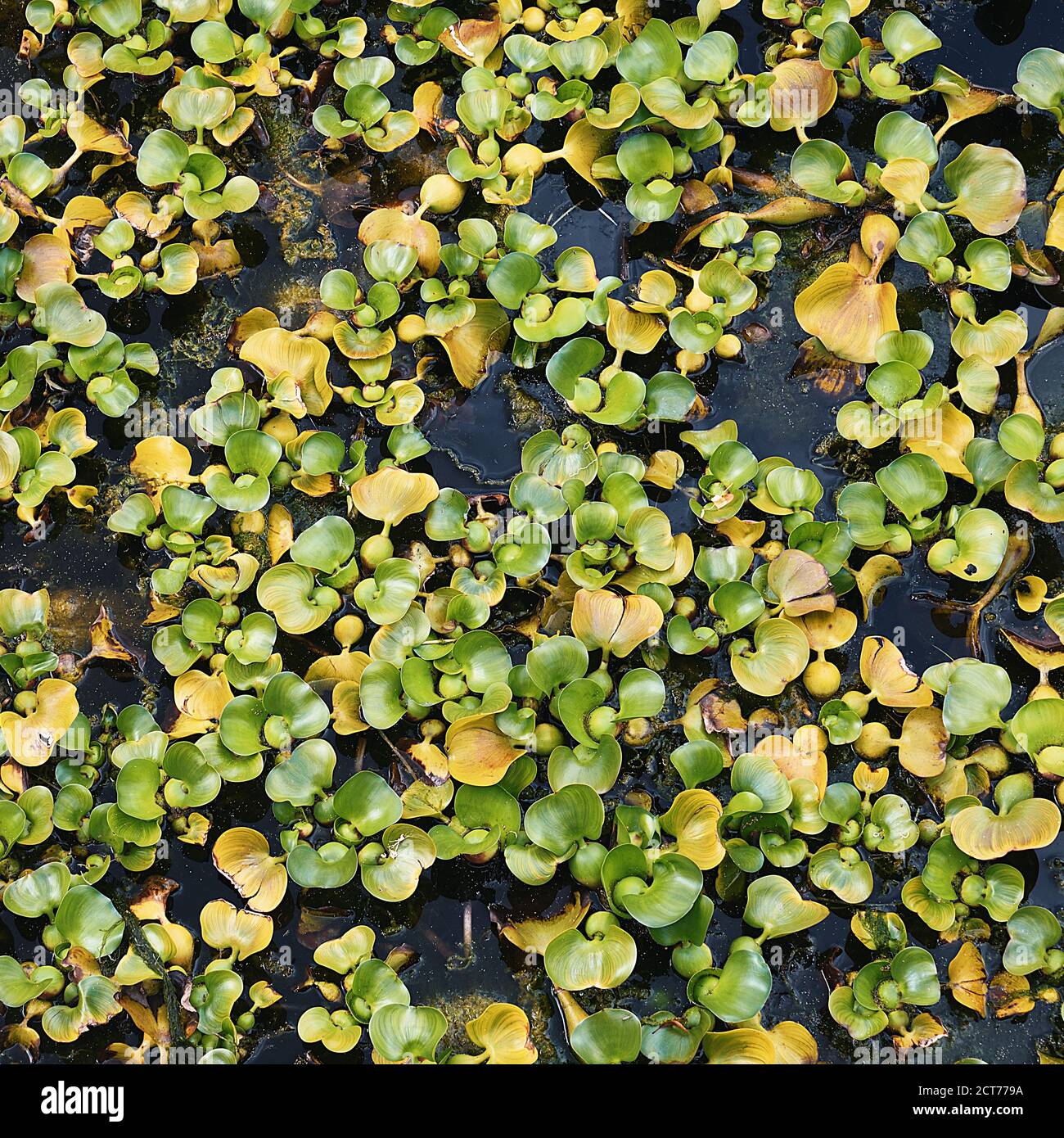 There are water plants with small green leaves in the pond. Natural ...