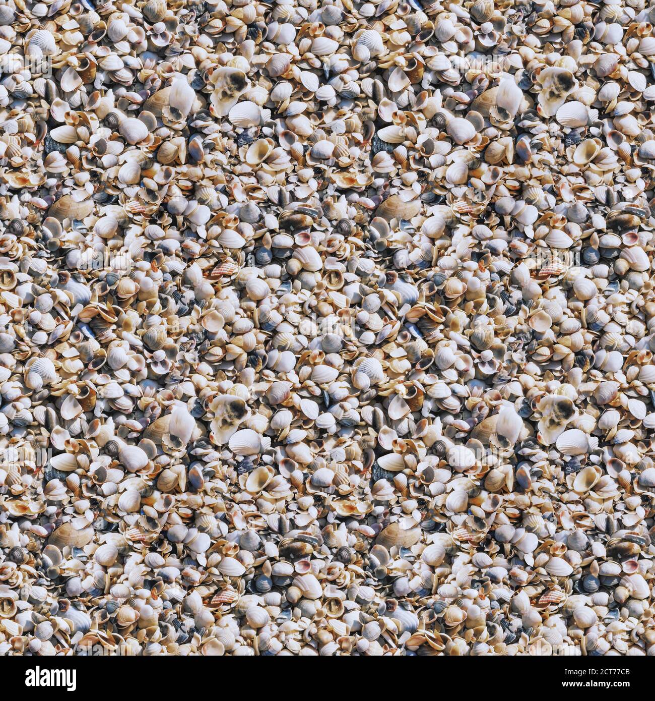 Seashell texture hi-res stock photography and images - Alamy