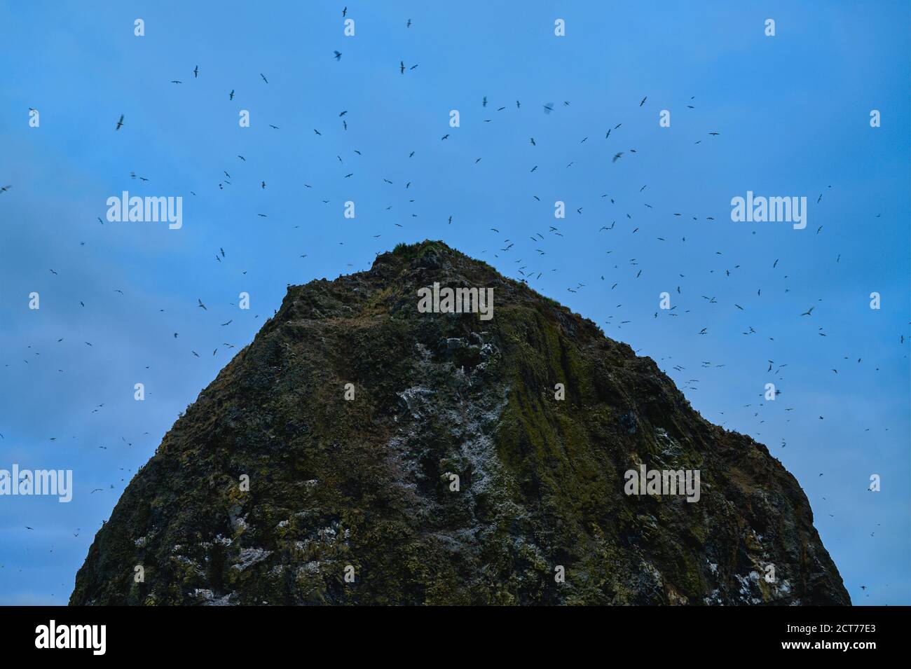 Famous sea birds hi-res stock photography and images - Alamy