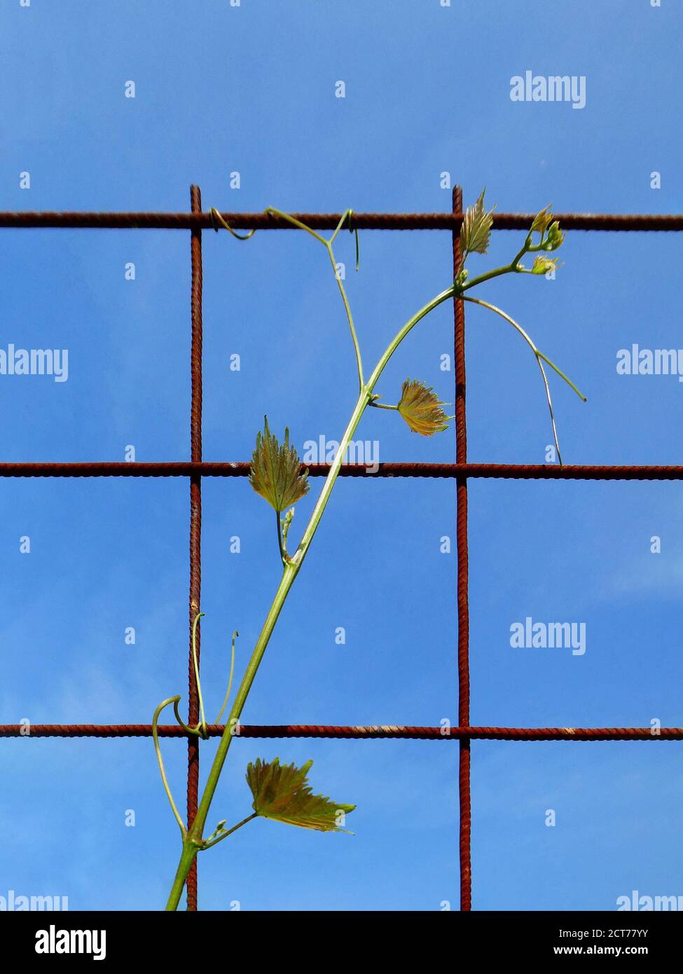 Wire creeper hi-res stock photography and images - Alamy