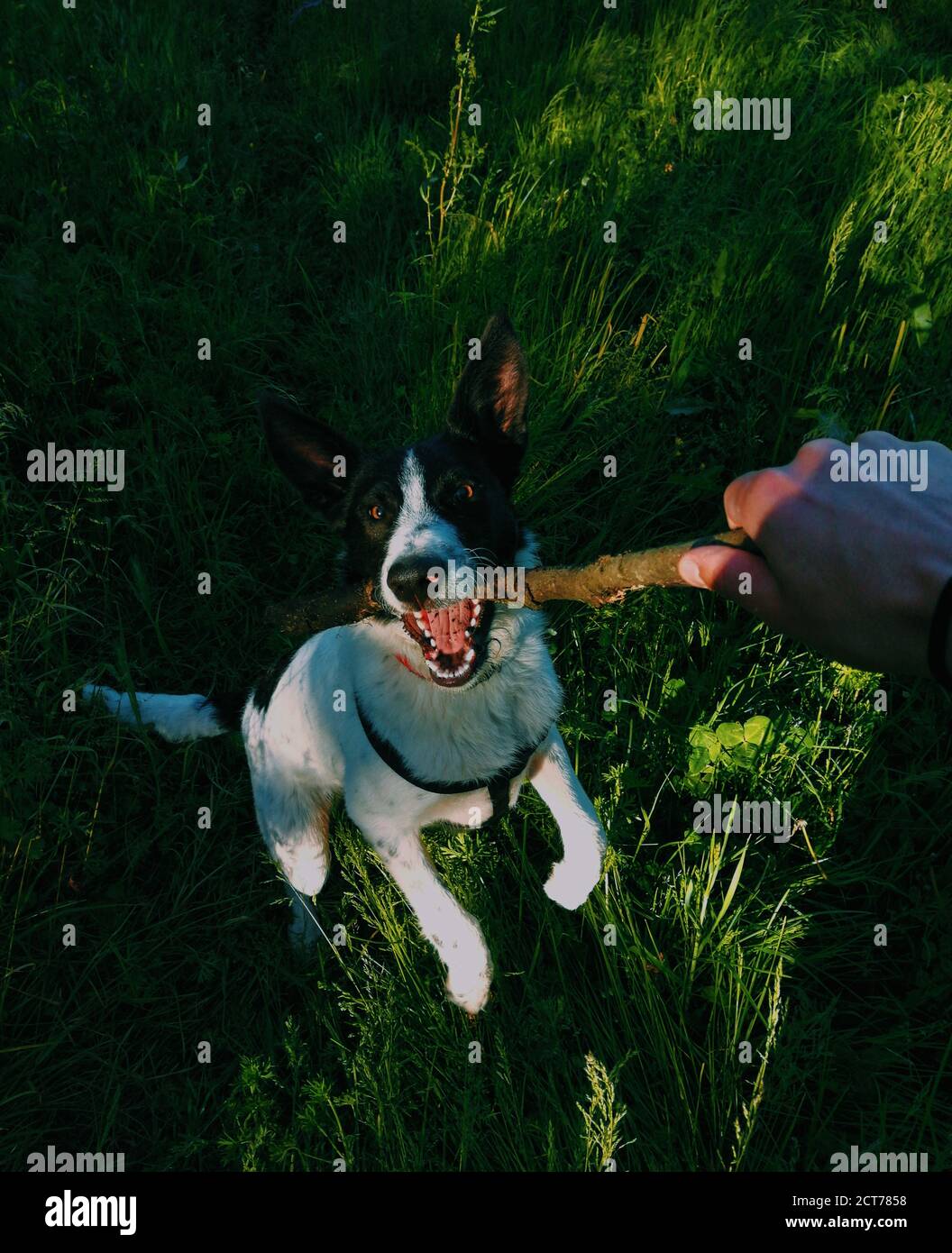 Vertical shot of a bear dog biting a piece of wood Stock Photo - Alamy