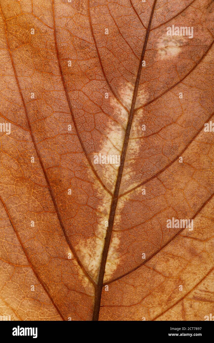 old maple leaf close up. background for designer Stock Photo - Alamy