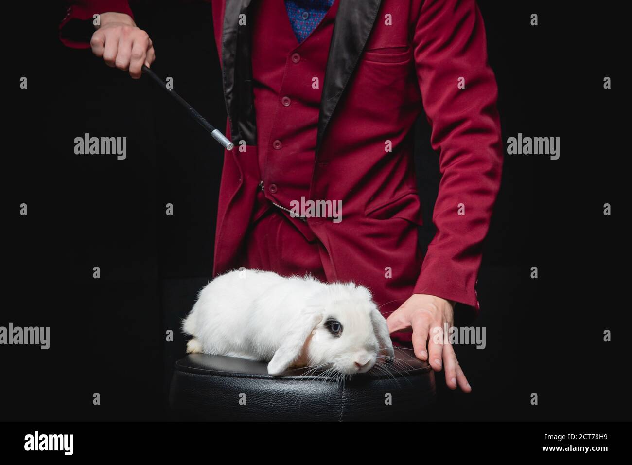 Magician man makes trick with white rabbit and magic wand, dust blue ...
