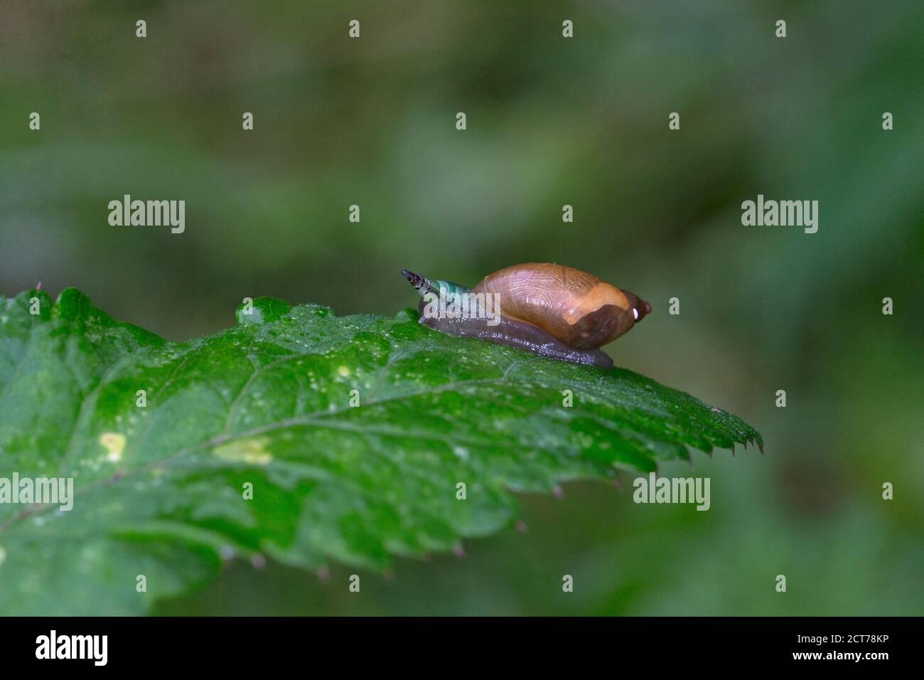 Common Amber Snail (Succinea putris) with flatworm (or helminth ...