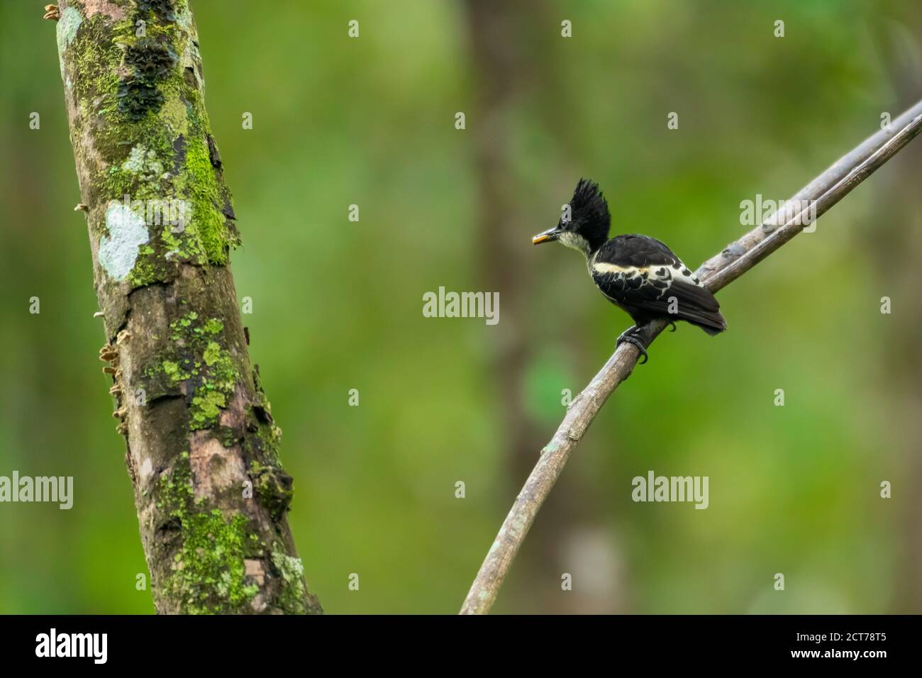 Heart Spotted Woodpecker in the Wild Stock Photo - Alamy