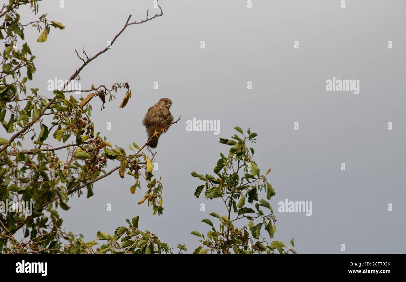 Young female kestrel perched high in a tree, Royal Richmond Park ...