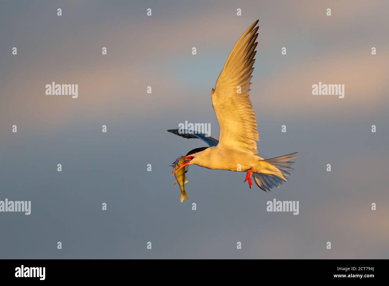 Common tern fish sterna hi-res stock photography and images - Alamy