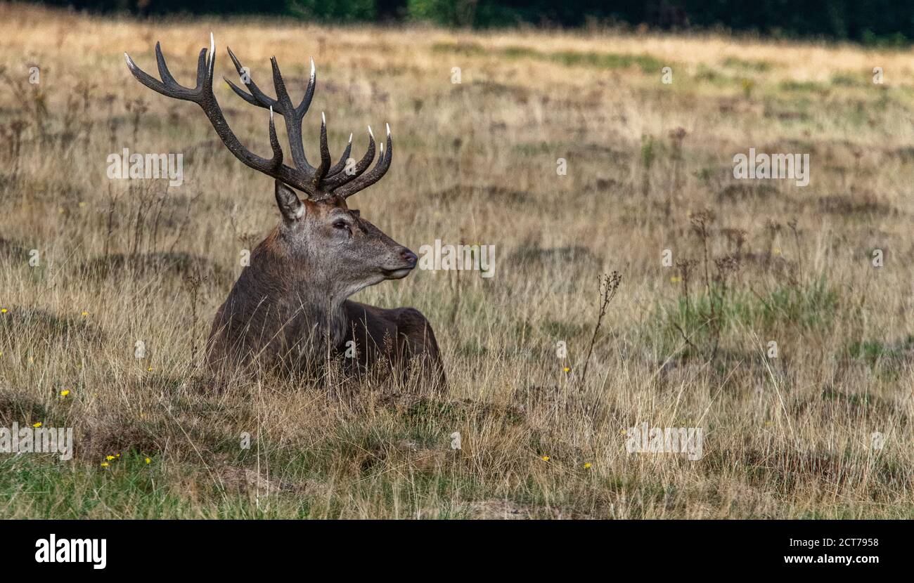 Male red deer at rest in Royal Richmond Park, Surrey, England Stock ...