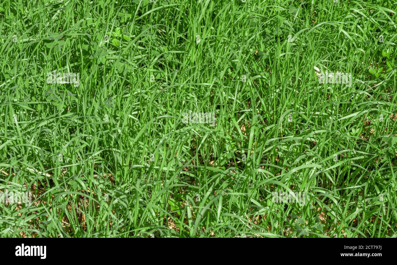Green grass texture background, Green lawn, Grass texture, Park lawn ...