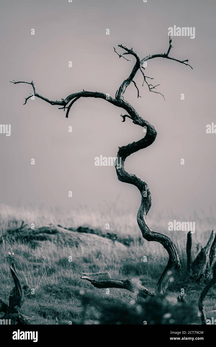 Burnt tree hi-res stock photography and images - Alamy