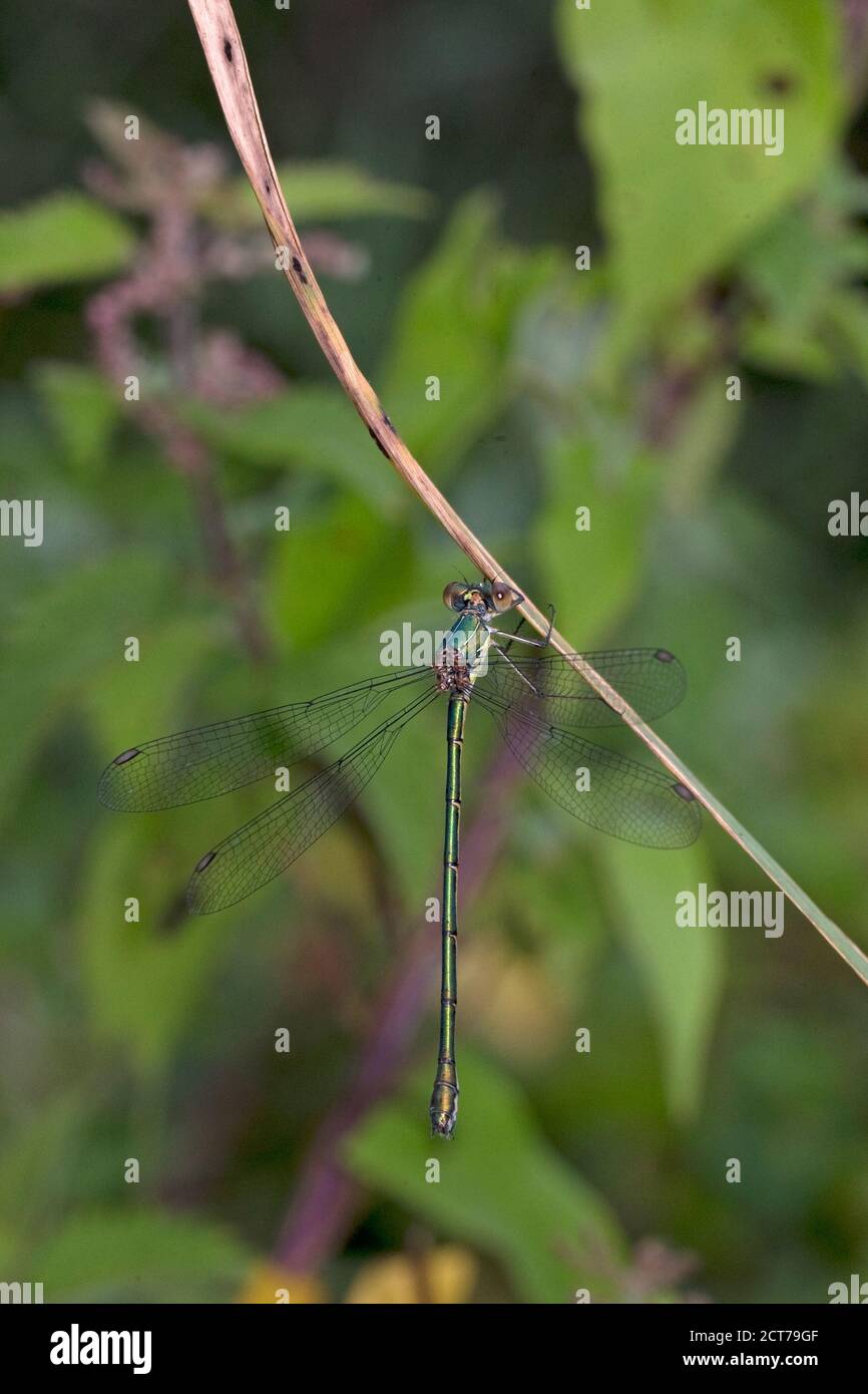 Western Willow Spreadwing (Lestes viridis Stock Photo - Alamy