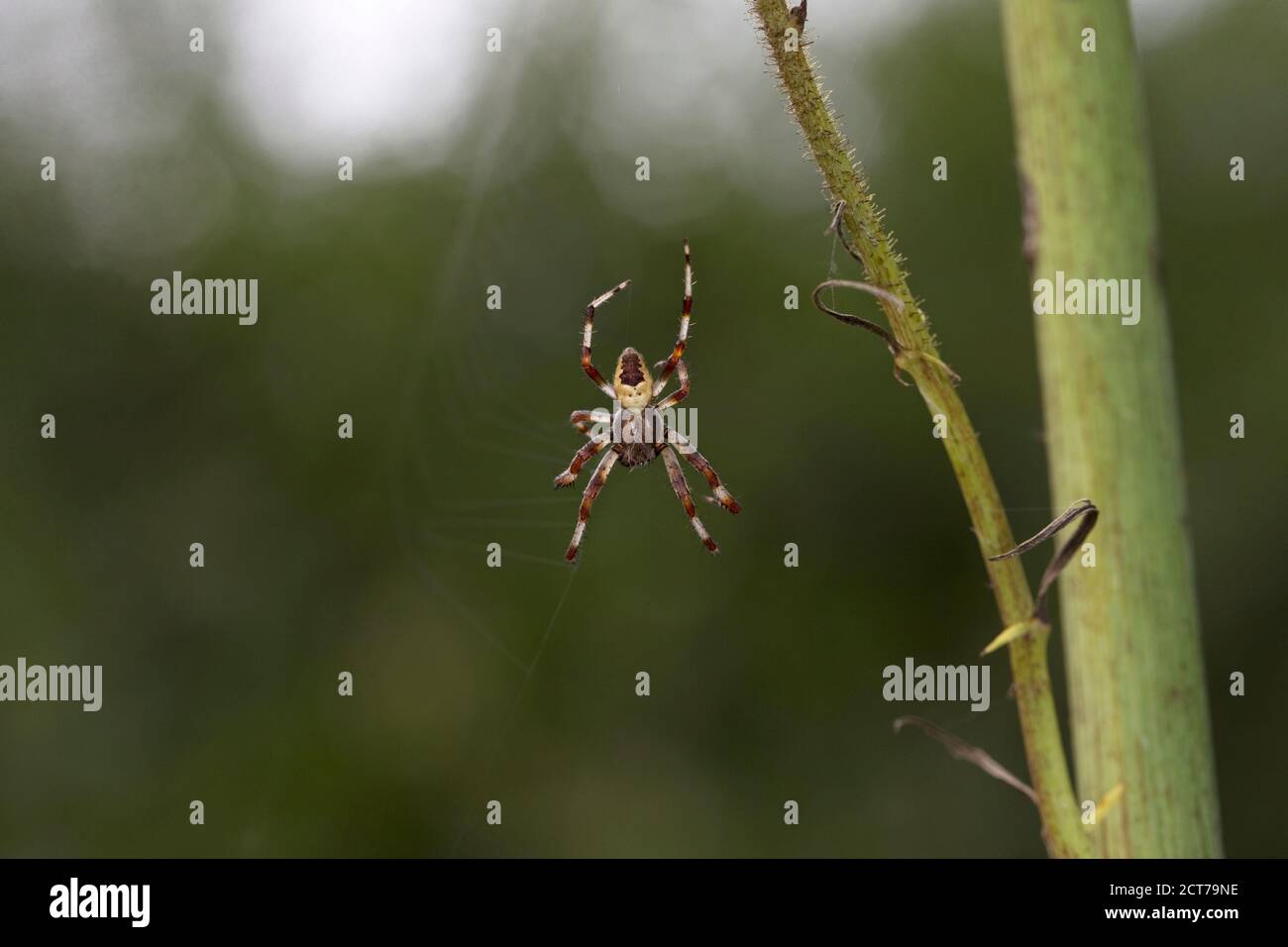 Marbled Orb-weaver (Araneus marmoreus var. pyramidatus) Norfolk GB UK ...